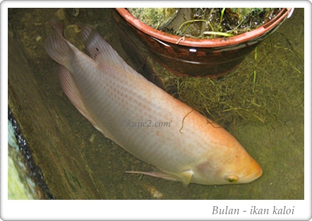 Ikan Patin Mahal, Telur Tiruan Dan Soya Air Liur | Kujie2.com