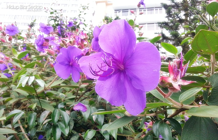 Mendaki Pada Hari Pertama Sekolah | Kujie2.com